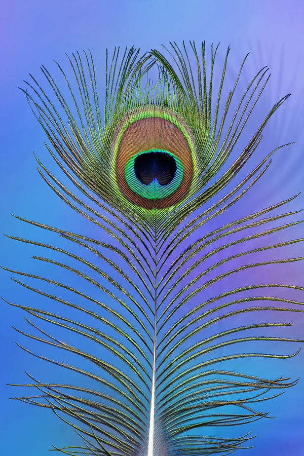 Male Peacock Display Tail Feathers Photograph By Darrell Gulin