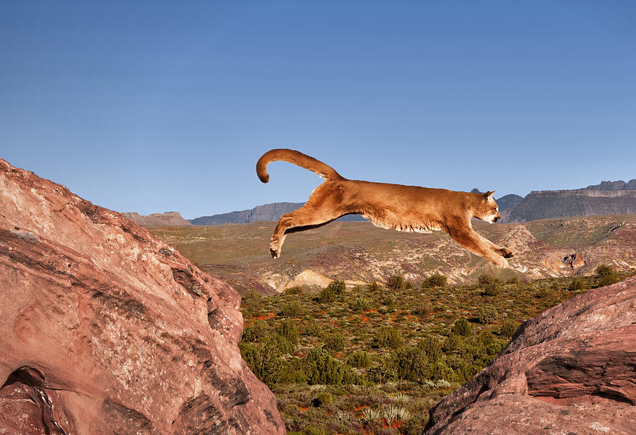 Jumping Cougar 2 Photograph by William Howard