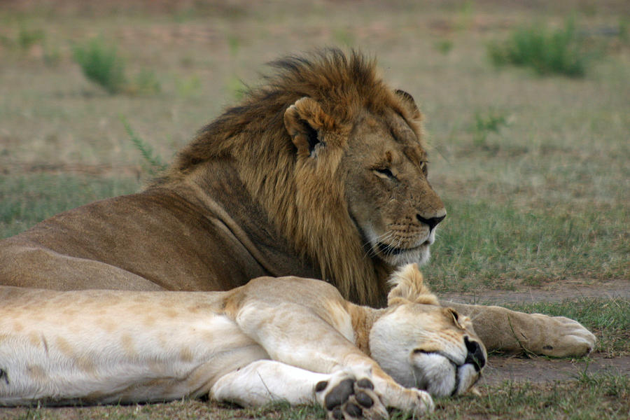 Lion Pair Resting From Breeding In Masai Mara Kenya by Pamela Buol Lion Pair Resting From Breeding In Masai Mara Kenya by Pamela Buol