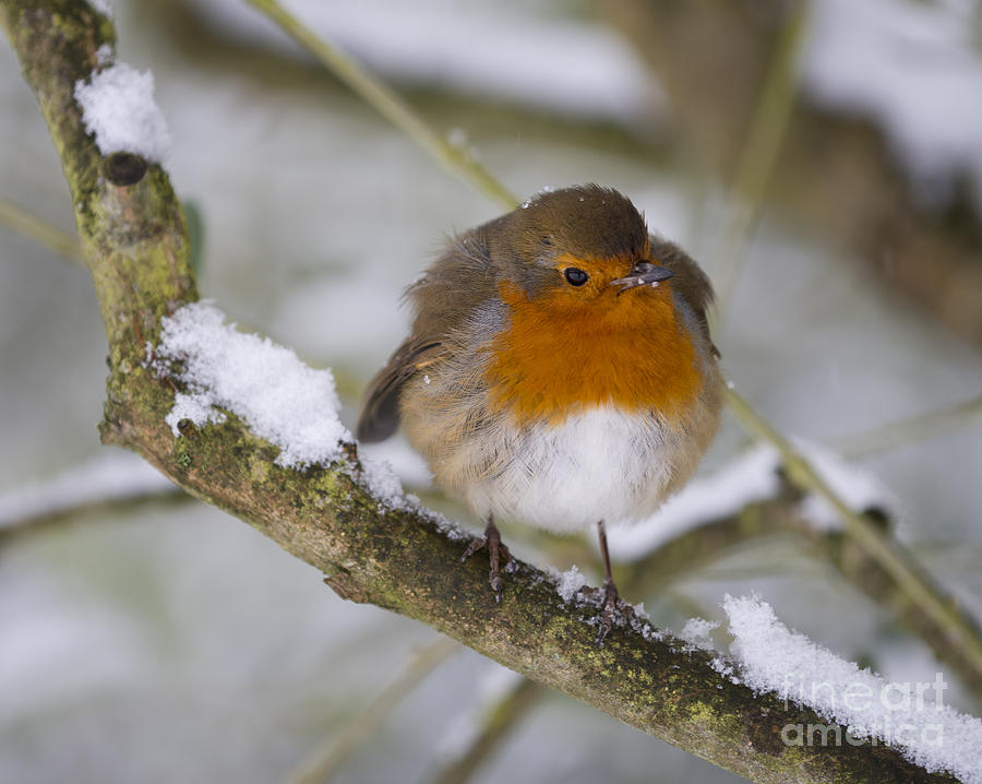 Robin On A Snowy Branch Photograph by Ellen Rooney