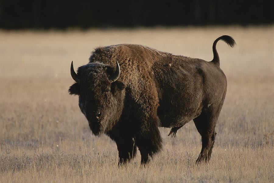 American Bison On Grassland Photograph By Norbert Rosing