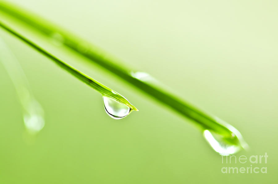 Grass Blades With Water Drops By Elena Elisseeva
