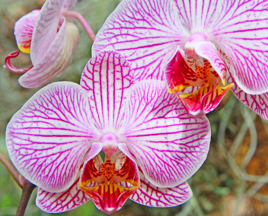 Pink And White Orchids Photograph By Becky Lodes