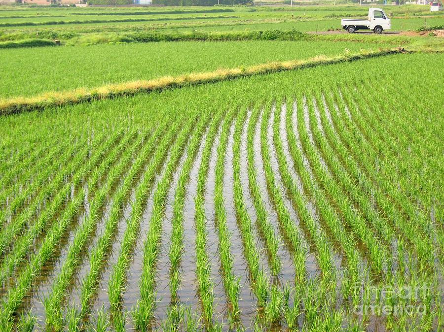 Rice Paddies In Japan by Yali Shi
