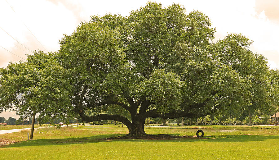 Louisiana Live Oak Tree Photograph By Ronald Olivier