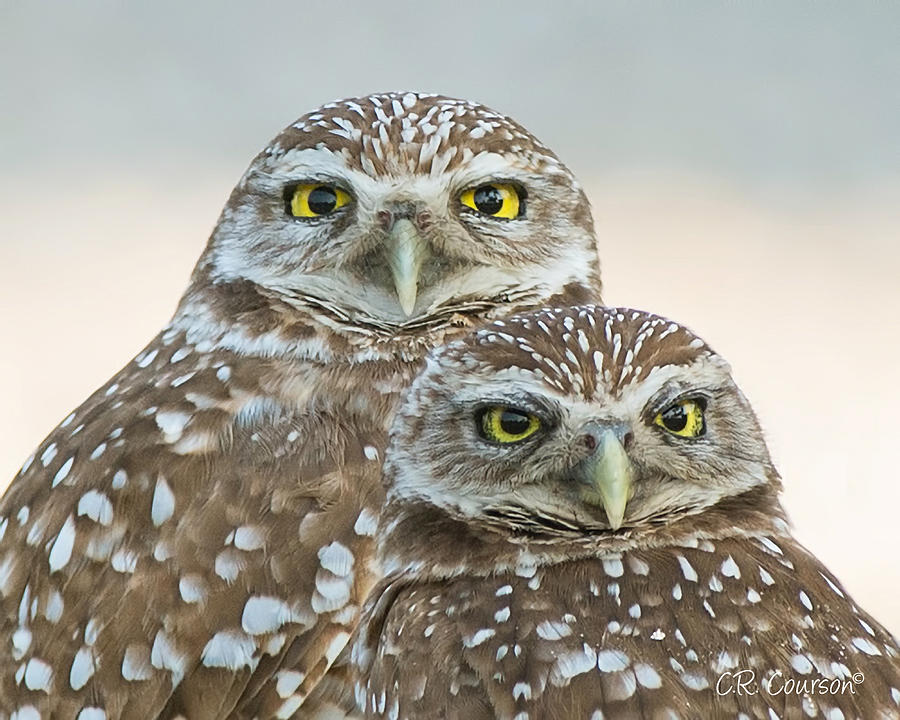 Burrowing Owl Couple Photograph by CR Courson