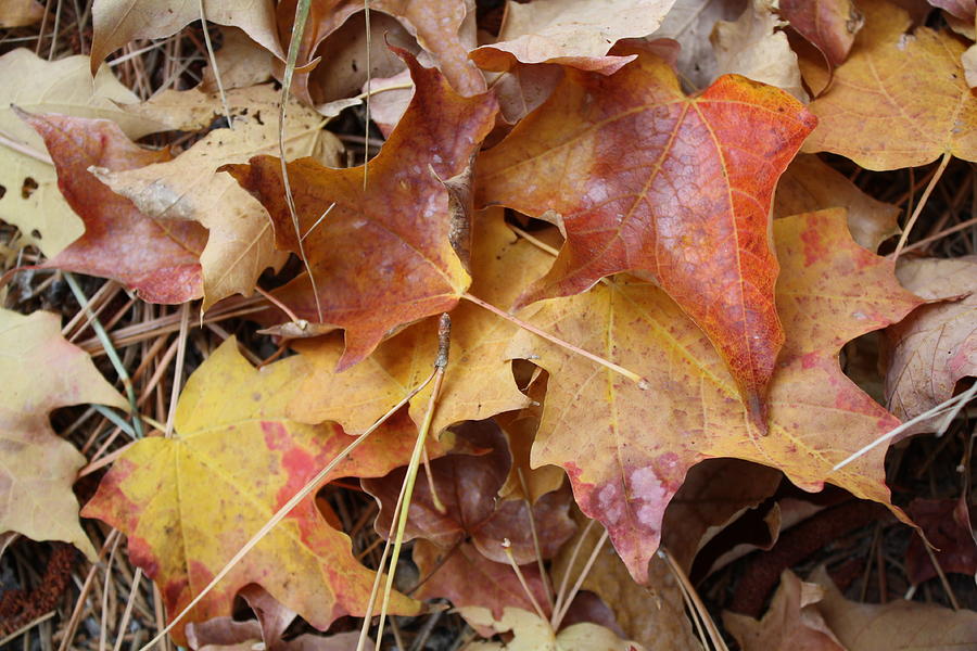 Crunchy Leaves Photograph by Tammys Vintage