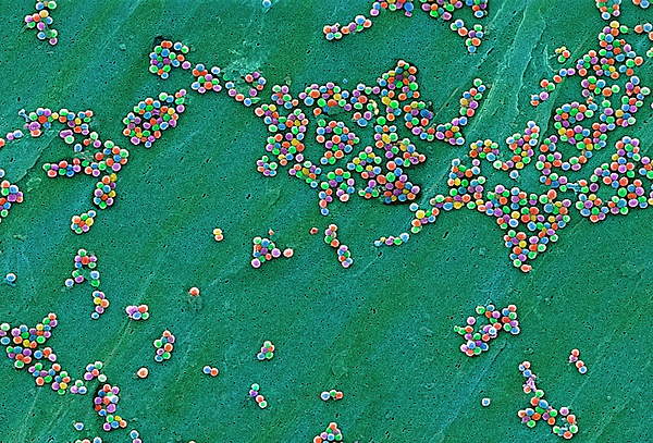 Mrsa Bacteria #1 Greeting Card by Science Photo Library