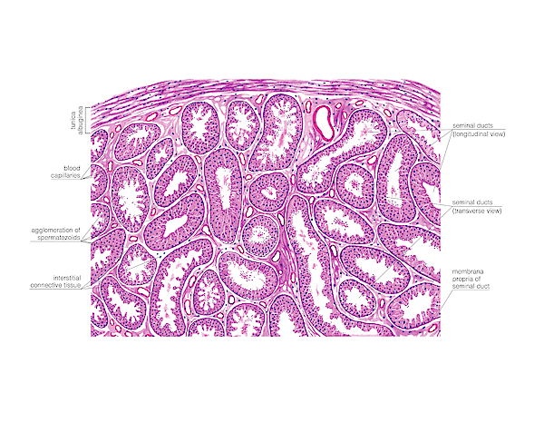Male Genital System Greeting Card By Asklepios Medical Atlas