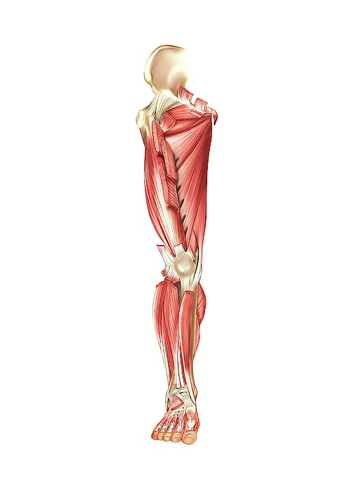 Muscles Of The Leg Greeting Card by Asklepios Medical Atlas