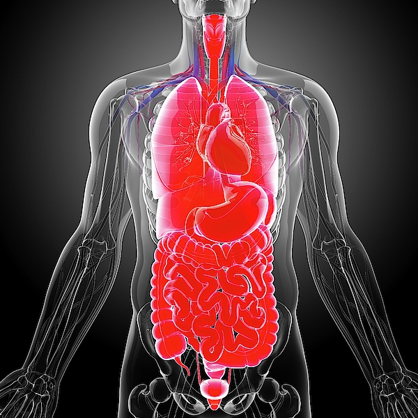 Human Internal Organs #110 Greeting Card by Science Photo Library