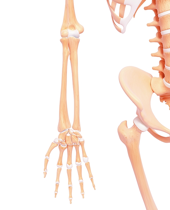 Human Arm Bones #13 Greeting Card by Science Photo Library
