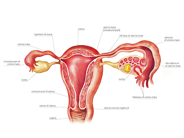 Female Genital System Greeting Card By Asklepios Medical Atlas