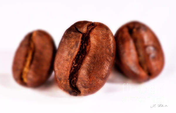 Three Coffee Bean Logo