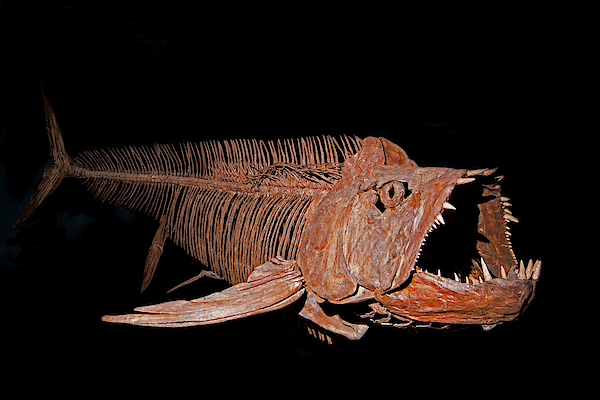 Xiphactinus 3d Model Xiphactinus Pictures AZ Animals