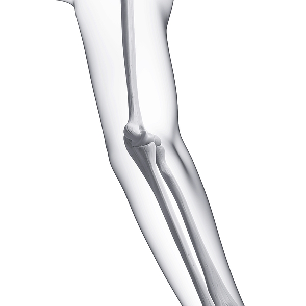 Human Arm Bones #21 Greeting Card by Science Photo Library