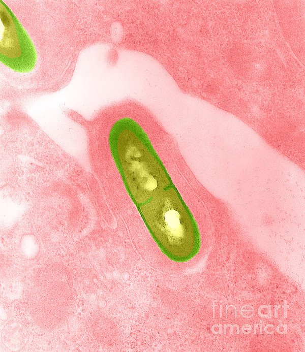 Listeria Bacterium #4 Jigsaw Puzzle by Science Source - Science Source ...