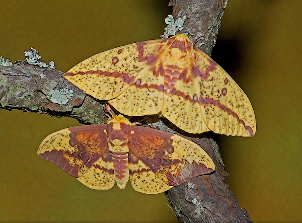 Imperial Moth