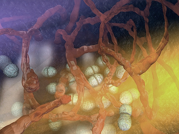 Enterococcus Bacteria #8 Greeting Card by Science Photo Library