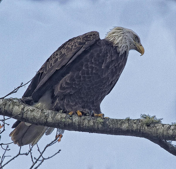 American Bald Eagle On Cape Cod Greeting Card by Constantine Gregory