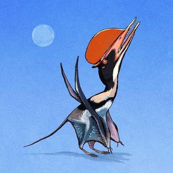 Darwinopterus Pterosaur Greeting Card by Science Photo Library