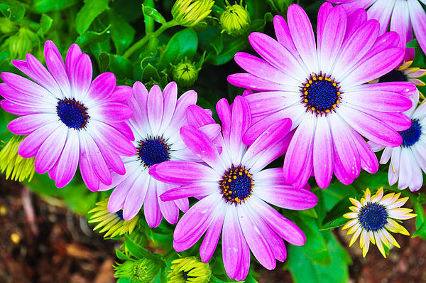 Flowers - Pink And Blue Flower by Bryan Hanson