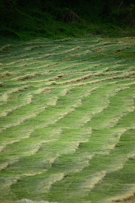 Paper That Looks Like Grass