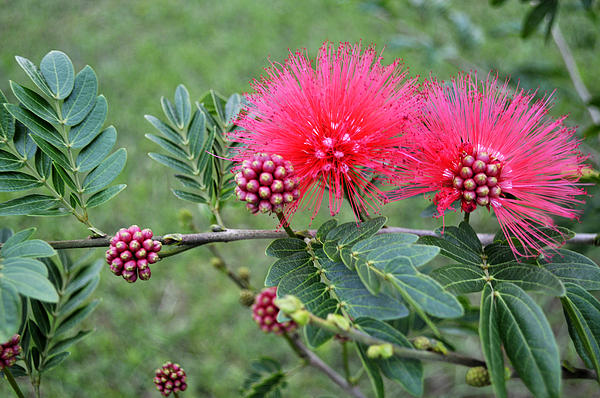Calliandra haematocephala store