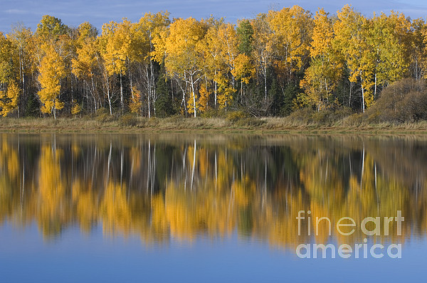 Trees And Reflection Tapestry by John Shaw - Science Source Prints