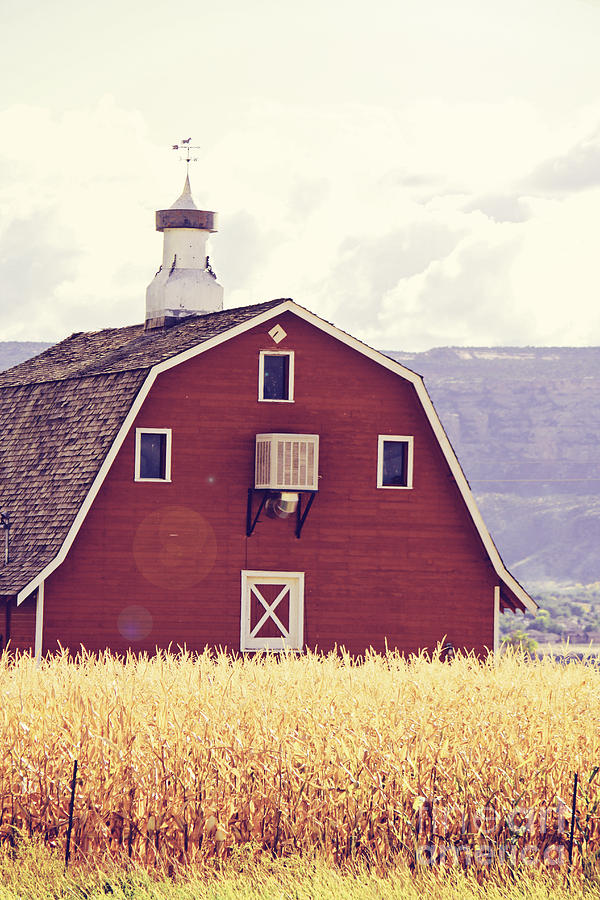 Barnyard Photograph by Ginger Aaron - Fine Art America