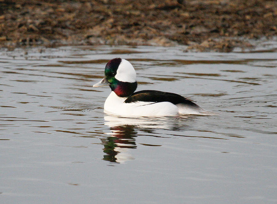 Bufflehead Digital Art by Thomas Kaestner - Pixels