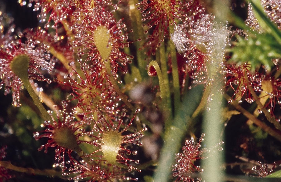 Drosera intermedia Photograph by Patrick Kessler - Fine Art America