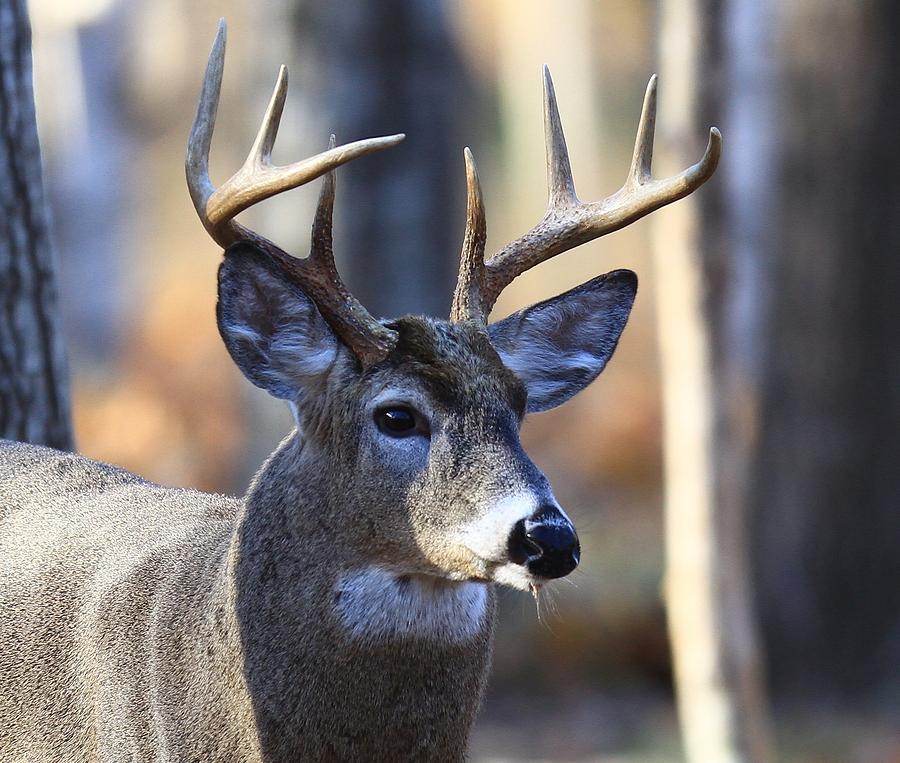 Perfect Eight Pointer Photograph by Donald Cramer - Fine Art America