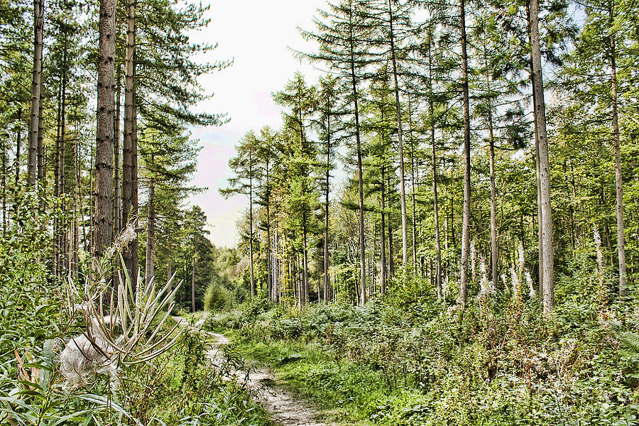 Pine Path Photograph by Dave Godden - Fine Art America