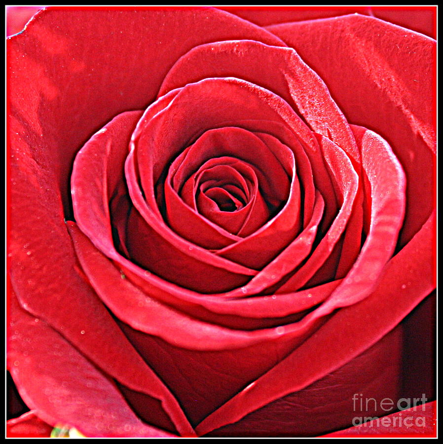 The Red Rose of Spring Photograph by Dora Sofia Caputo - Pixels