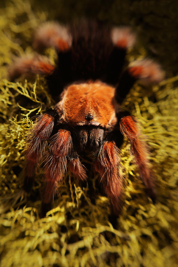 Tarantula Spider Photograph by Sammy Miller - Fine Art America
