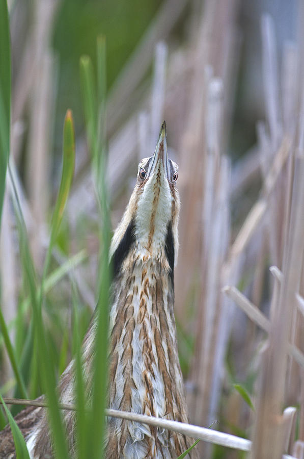 American Bittern Photograph by Earl Nelson - Fine Art America
