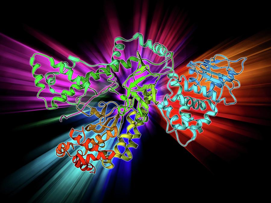 Anthrax Lethal Factor Molecule #1 by Science Photo Library