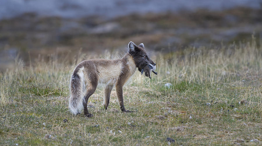 Arctic Fox Taking Common Eider Chick Photograph by John Shaw - Fine Art ...