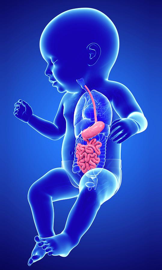 Baby's Digestive System #1 by Pixologicstudio / Science Photo Library