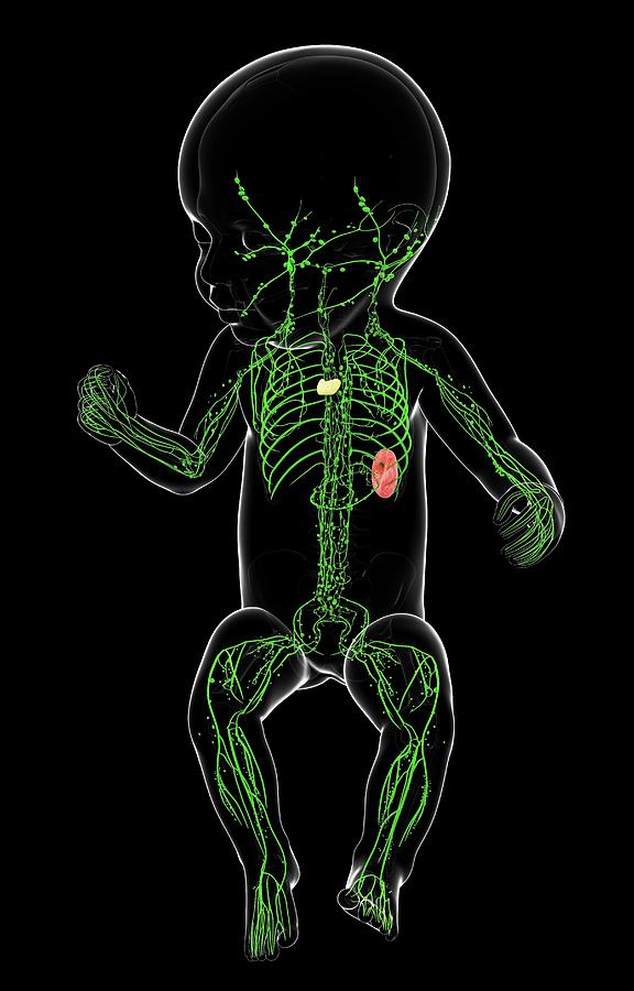 Baby's Lymphatic System Photograph by Pixologicstudio - Pixels