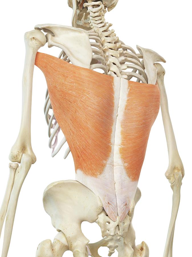 Back Muscle Photograph by Sciepro - Fine Art America