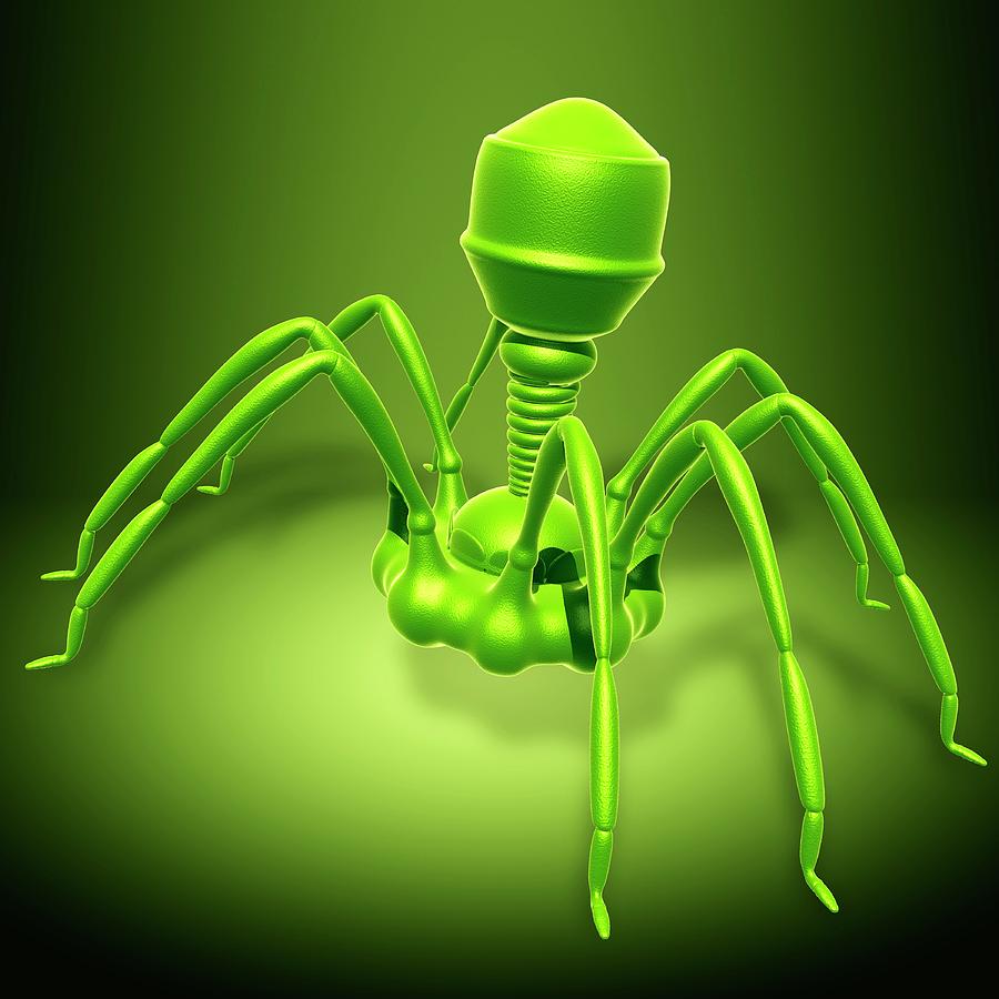 Bacteriophage T4 Virus Photograph by Pixologicstudio/science Photo Library - Fine Art America