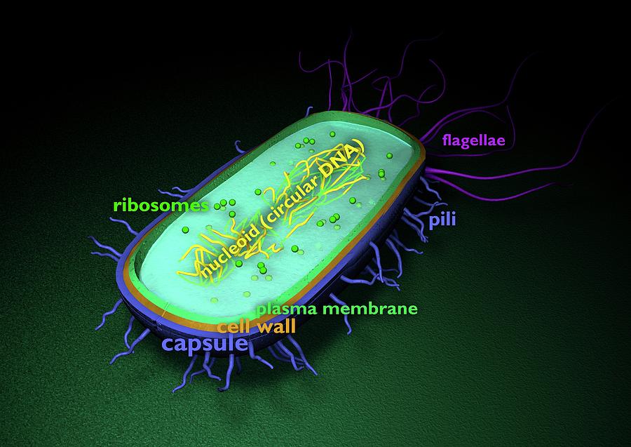 Bacterium #1 by Science Photo Library