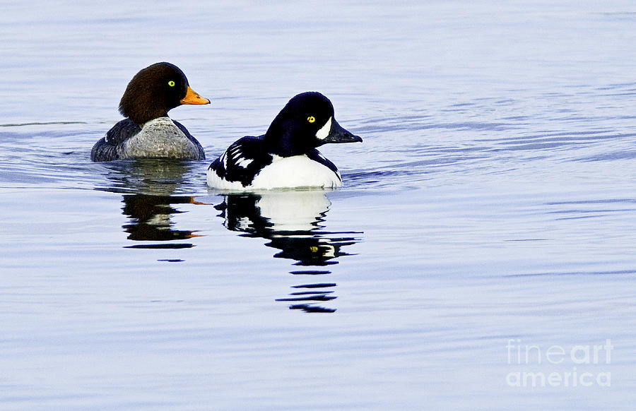 Barrow's Golden Eyes Photograph by Bob Dowling - Fine Art America
