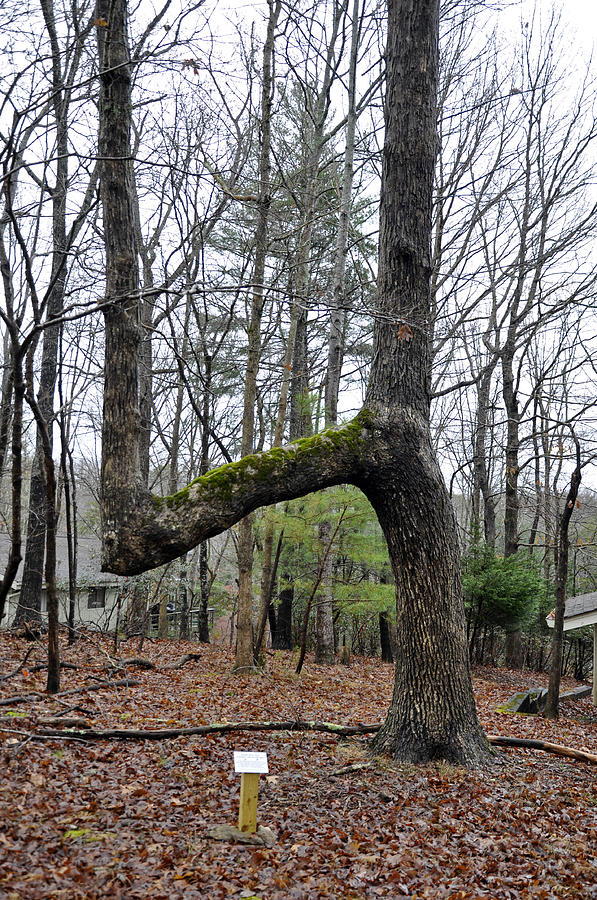 Bent Tree Photograph by David Dittmann