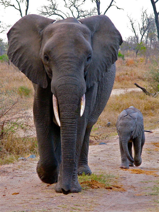 BIG small Photograph by Michael Blesius - Fine Art America