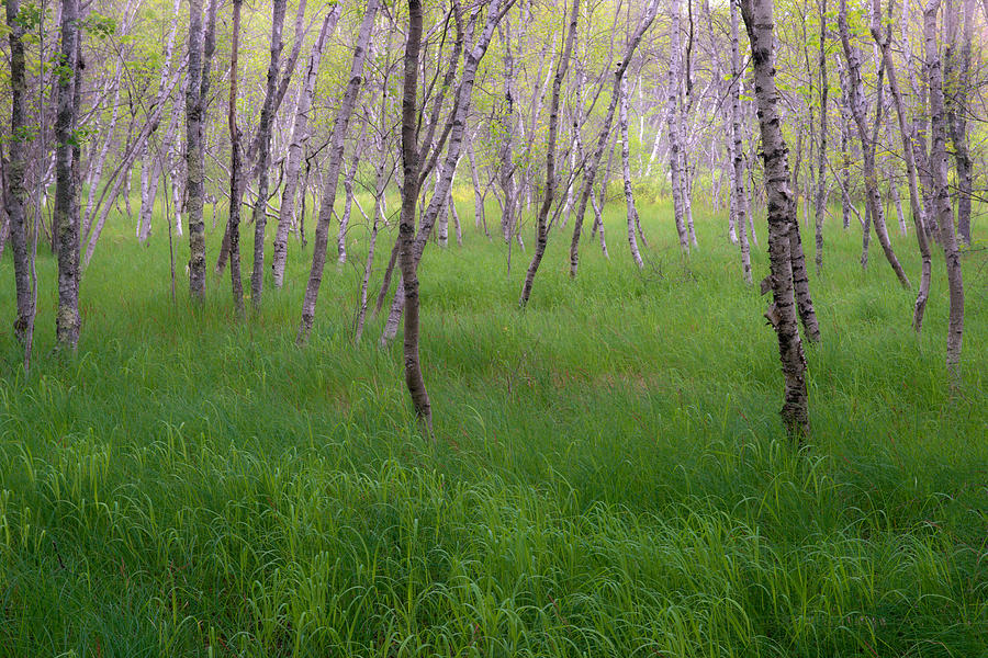 Birch Trees In The Great Meadow, Acadia Photograph by Panoramic Images ...