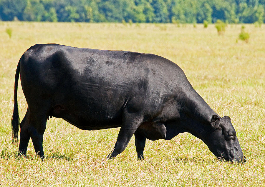 Black Angus Cattle Photograph by Millard H. Sharp - Pixels