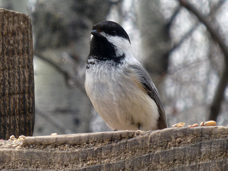 Black Capped Chickadee Photograph by Robert Hamm - Fine Art America